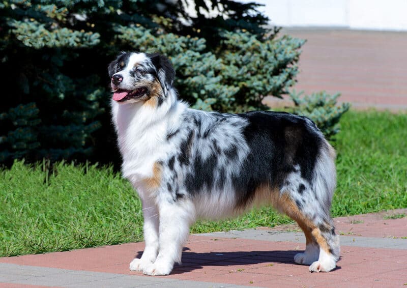 Breed Info - Cornerstone Mini Aussies