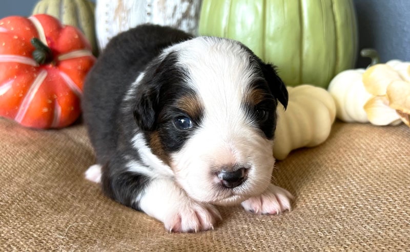 Aussie Puppies Black Tri