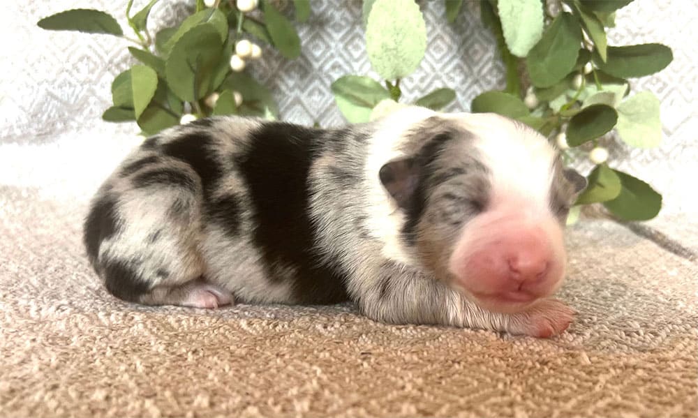 Mini Aussie Puppies Available Now - Cornerstone Mini Aussies