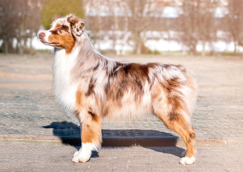 Breed Info - Cornerstone Mini Aussies
